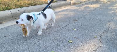 Rexie the ‘T. rex’ pup loves life in his new home | Best Friends Animal ...