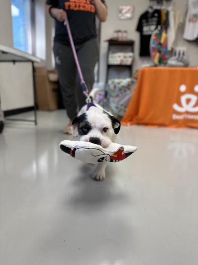 Rexie the ‘T. rex’ pup loves life in his new home | Best Friends Animal ...