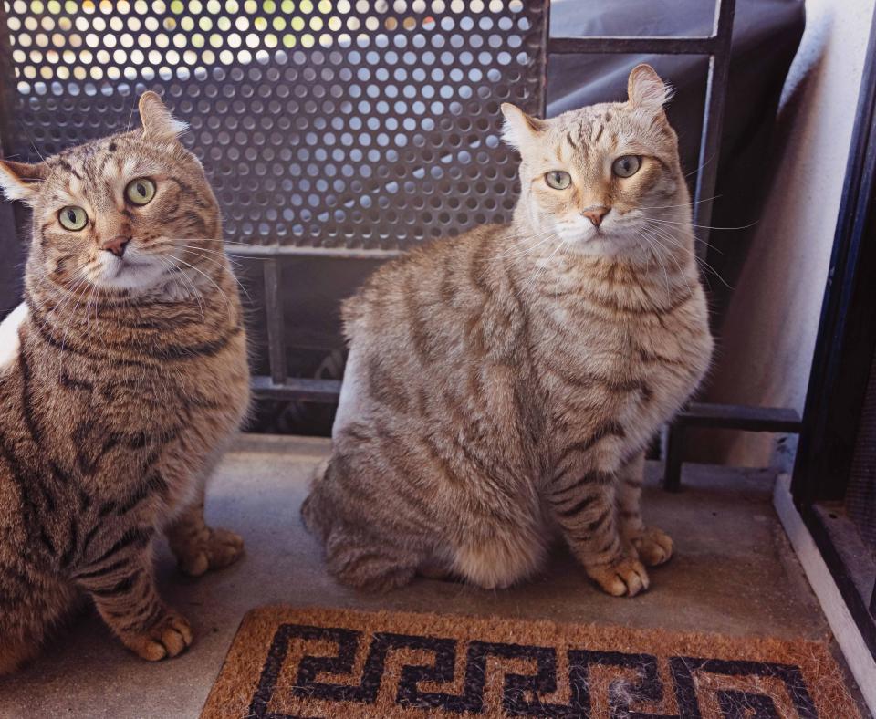 Upper Respiratory Infections (URI) in Cats | Best Friends Animal Society