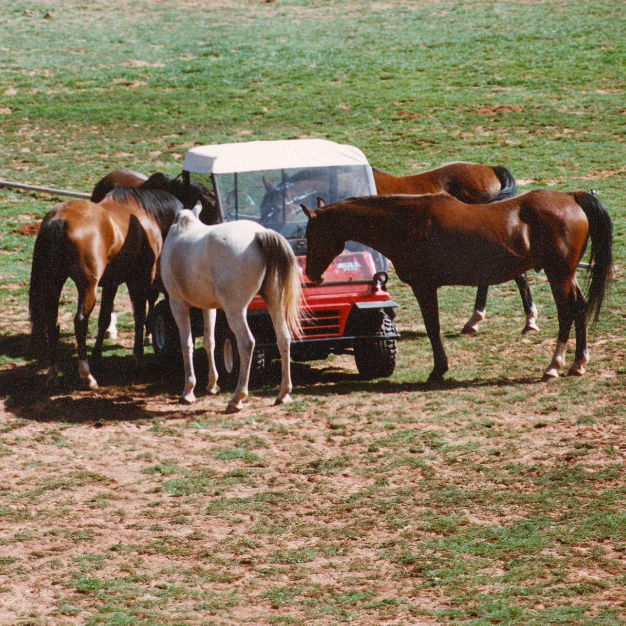 Scenic Horse Haven | Best Friends Animal Society