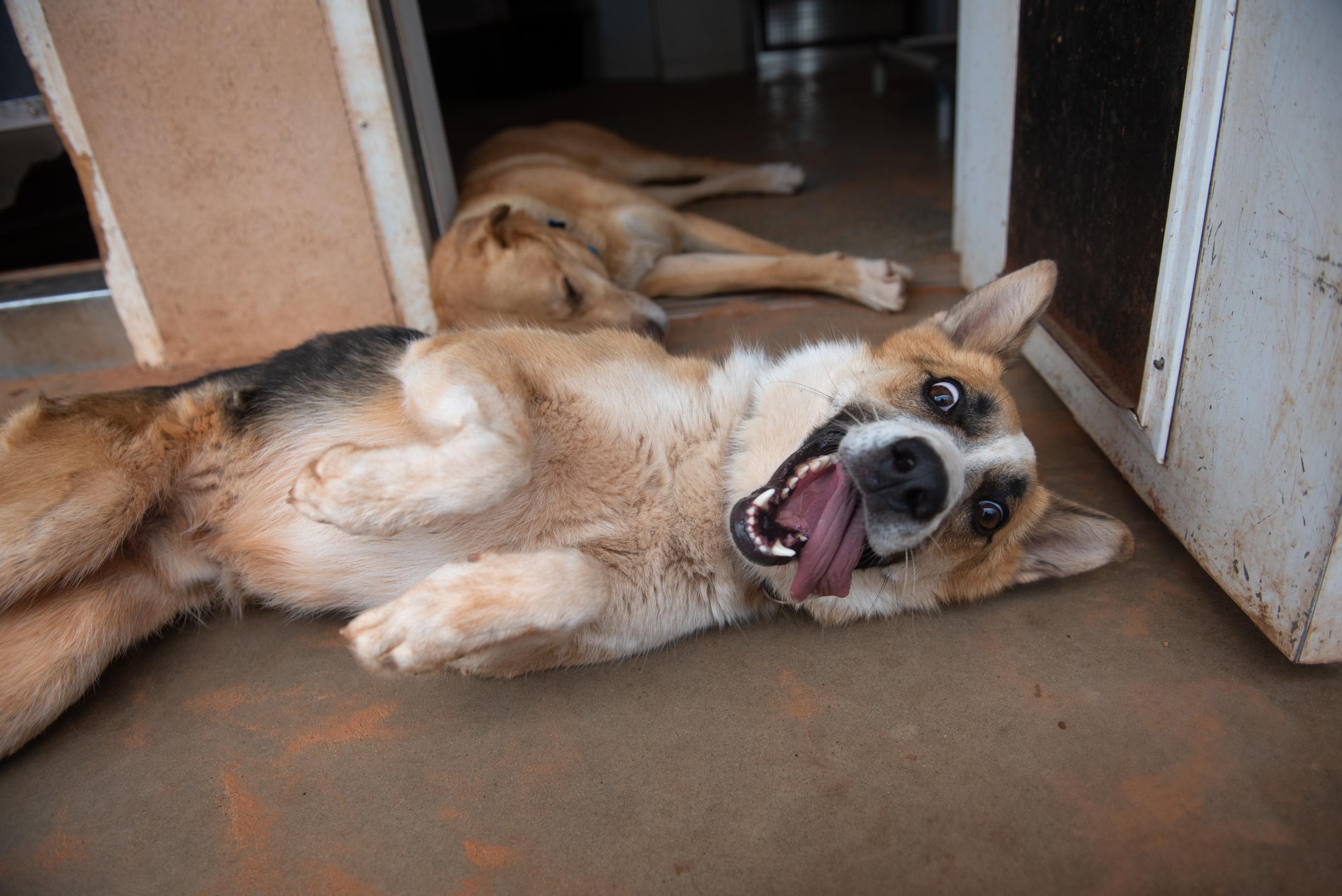 Adopt a new best friend from Best Friends Animal Sanctuary in Kanab, UT ...