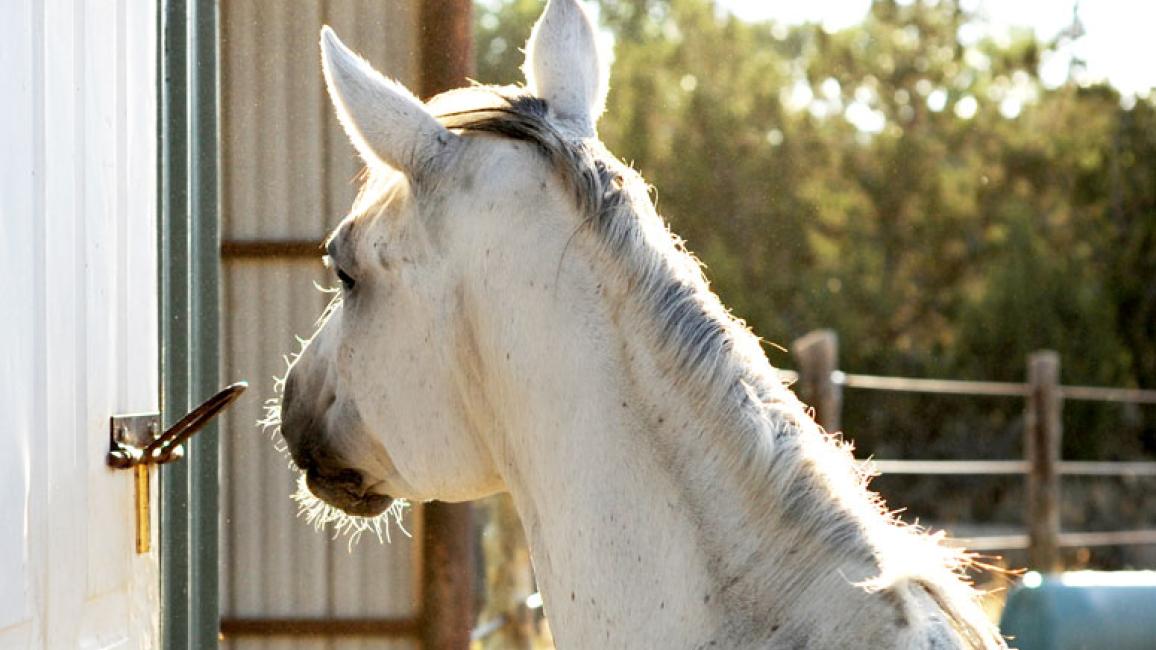 Smart Horse Photos | Best Friends Animal Society