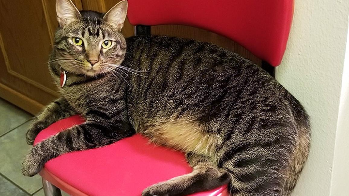 Winning over an introverted cat | Best Friends Animal Society