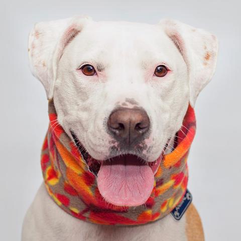 Homepage | Best Friends Animal Society - Save Them All