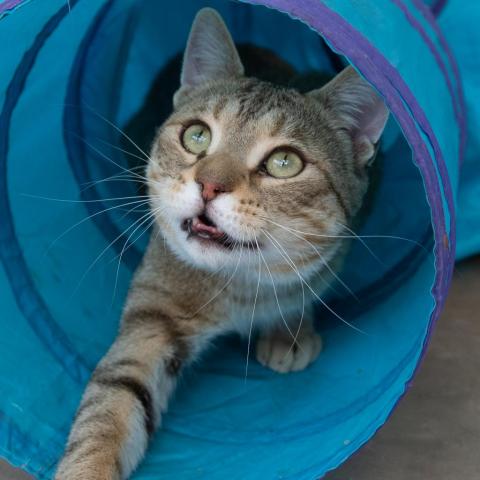 Promoting Animal Welfare & Pet Adoption | Best Friends Animal Society